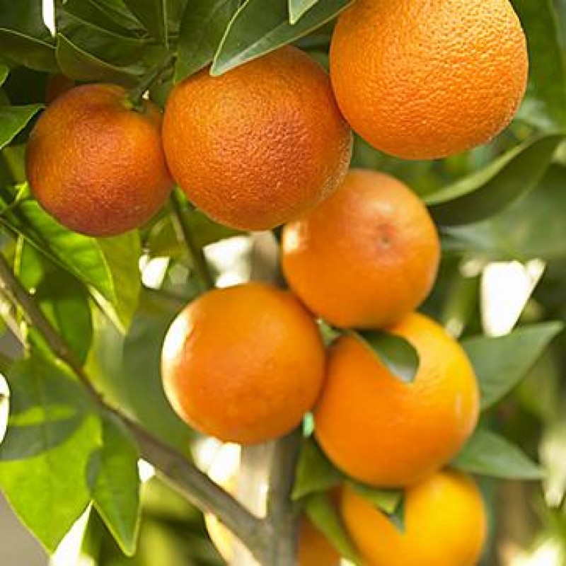 Buy Plantogallery Live Narangi/Citrus sinensis Sweet Fruit Plant With ...