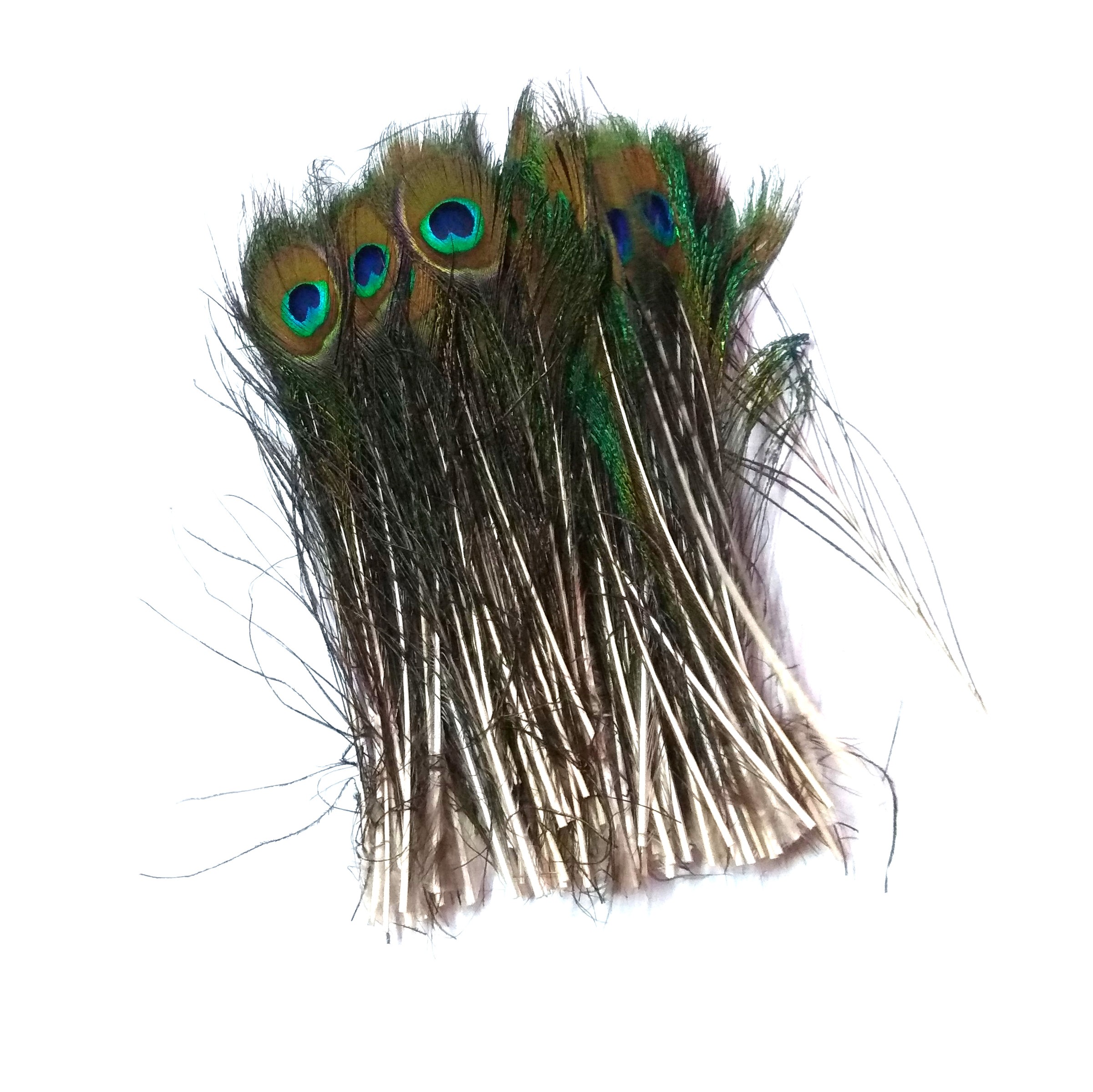 Buy Peacock Mor Pankh Feather Tails (Pack of 20). Size - 22/5 cm Online ...