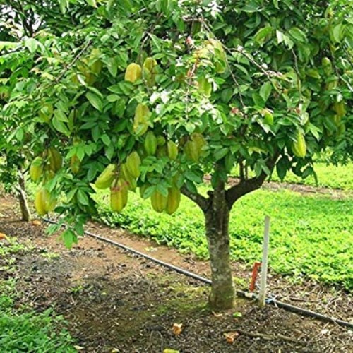 Buy Kapebonavista Karmal Kamrakh Carambola Neermaruthu karamanga Jarul ...