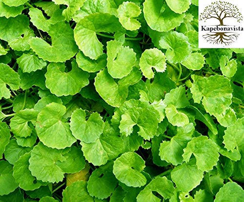 Buy Kapebonavista Indian Pennywort Sapling Plants Thalkudi (Centella ...