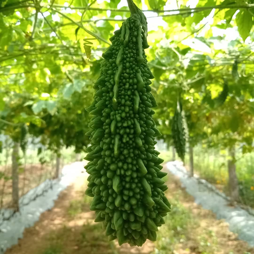 Buy Long Bitter Gourd Karela Vegetable F1 Hybrid Seeds. Online @ ₹199 ...