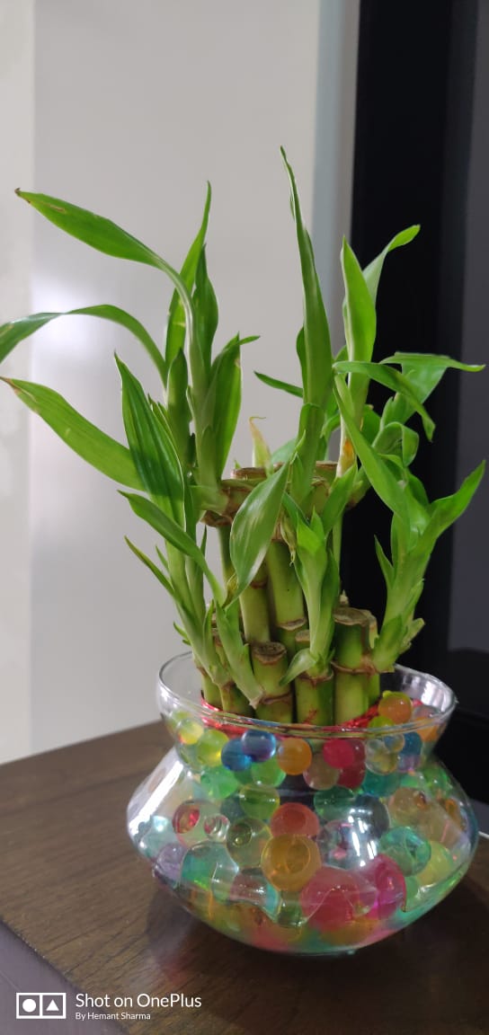 Buy Sweet Bamboo Bonsai Plant Seeds Online @ ₹199 from ShopClues