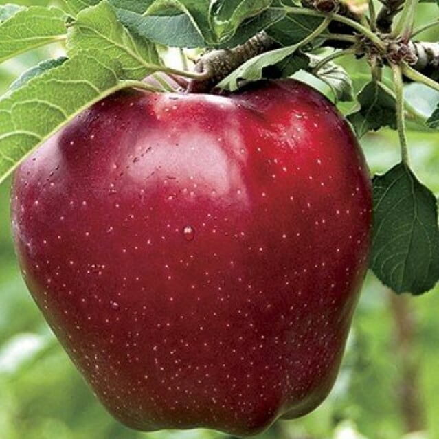 Buy Flare Seeds Exotic Dwarf Apple Fruits Seeds Pack Of 10 Online ...