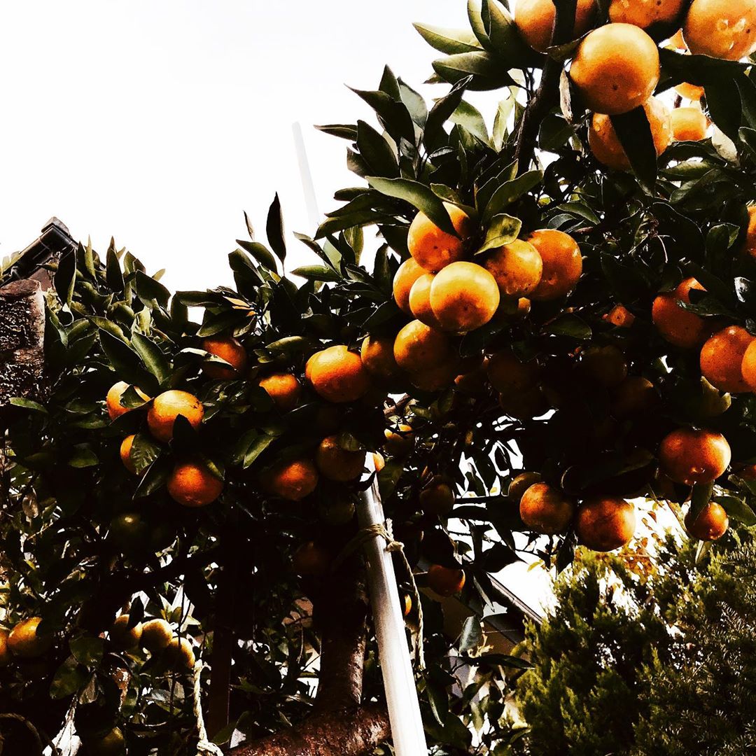 Buy Flare Seeds Indoor Dwarf 20 Pc Best Fruit Orange Tree Seeds Online ...