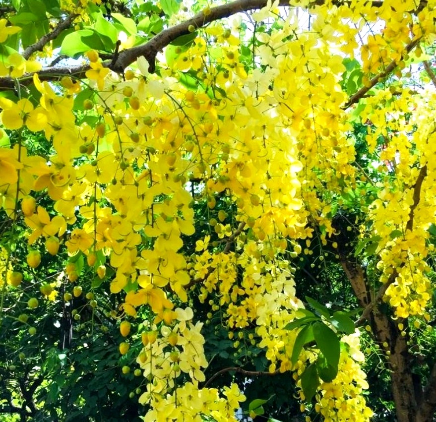 Buy Plant House Live Amaltas Medicinal Flower Plant, Cassia fistula, Golden shower tree, 1 ...