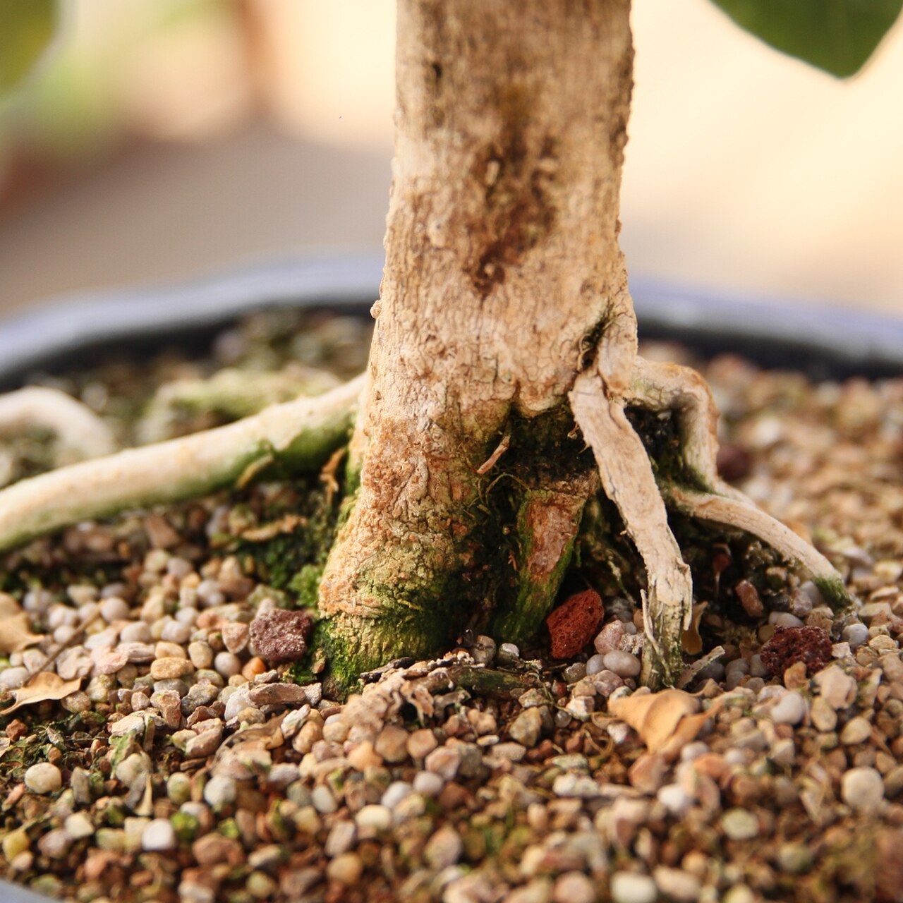 Buy Plant House Live Yellow Bougainvillea Bonsai Plant With Plastic ... Buy Plant House Live Yellow Bougainvillea Bonsai Plant With Plastic ...