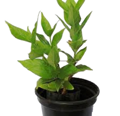 Buy Modern Plants - 11 Seed Balls of Harshringar Flower - Parijat Seed ...