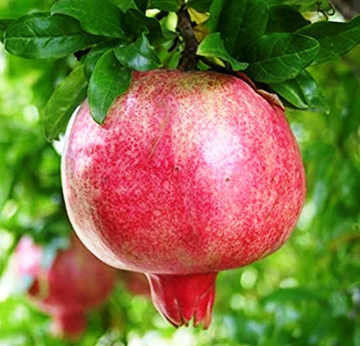 Buy Plant House - 25 Best Quality Seeds - Giant Red Pomegranate Anar ...