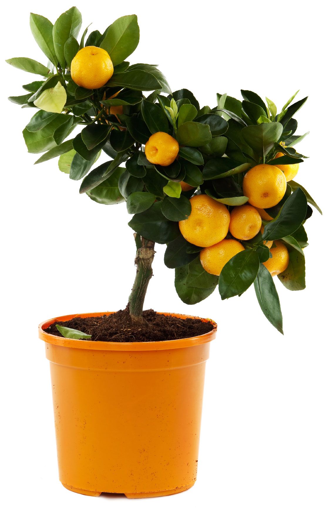 Buy ENORME Rare Exotic Tropical Giant Oranges Extra Large Fruit Plant ...