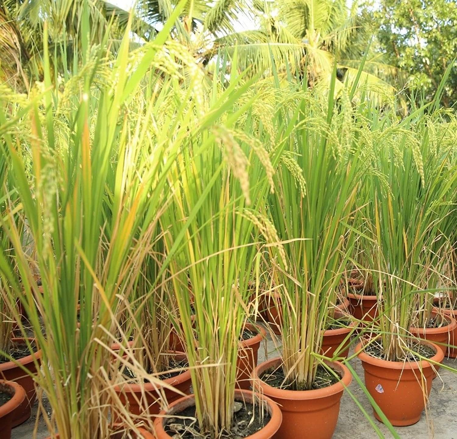 Buy Saraswati Gardens 50 Seeds of Organic Rice Paddy Oryza Sativa ...