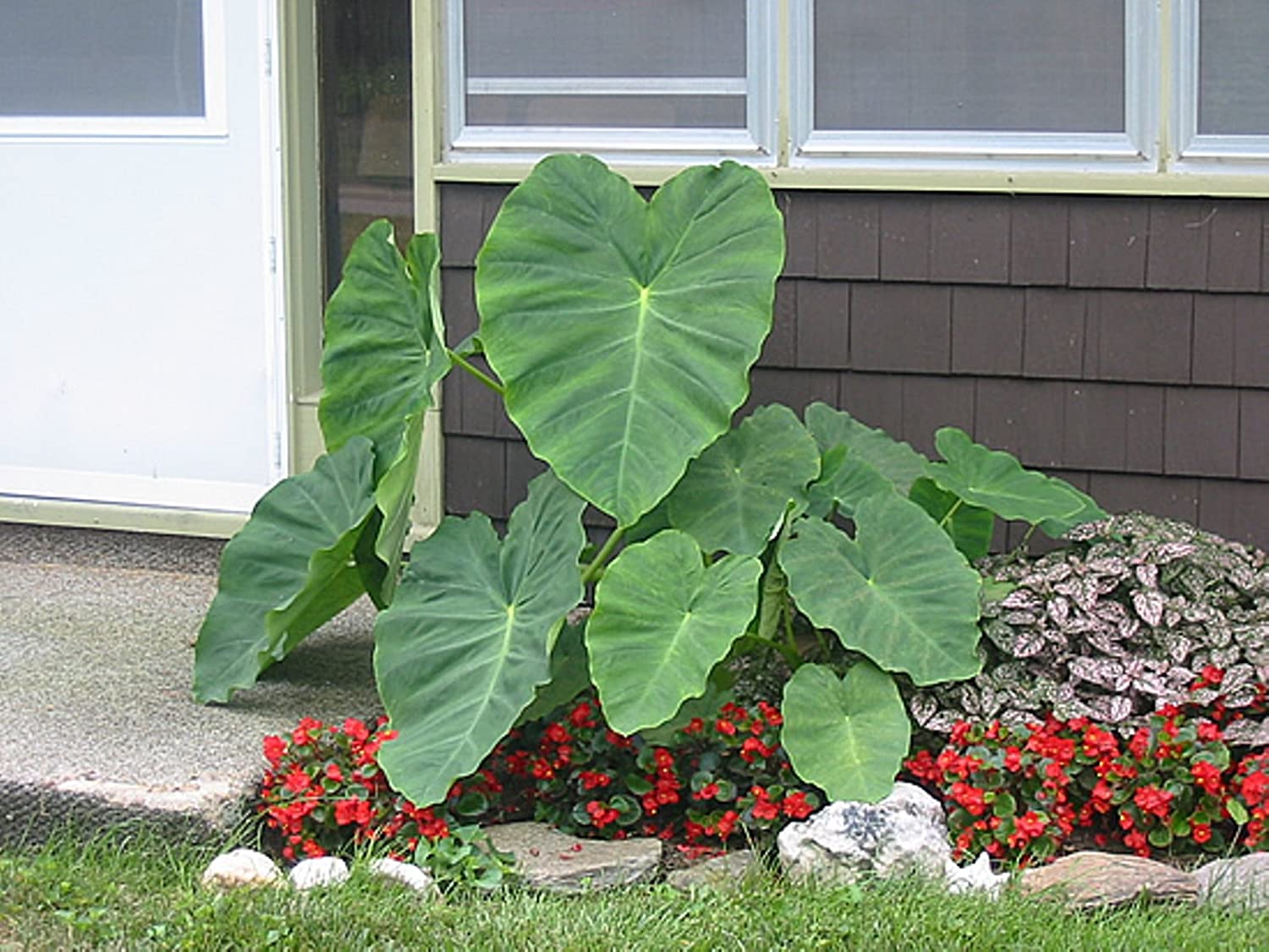 Buy 6 Bulbs of Elephant Ear Alocasia Malanga Blanca Xanthosoma ...
