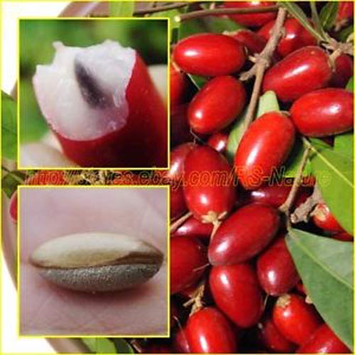 Buy Fruit Live Plant - Dwarf Rare Miracle Berry/Miracle fruit Plant ...