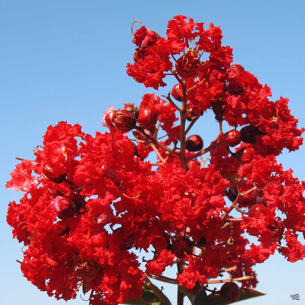 Buy Exotic Red Rocket Crape Myrtle Dwarf Lagerstroemia Red Flowering Shrubs Kalmi Plant Online ...