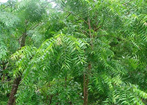 Buy Rare Azadirachta Indica Aryaveppu Neem med icinal Plant (1 Healthy ...