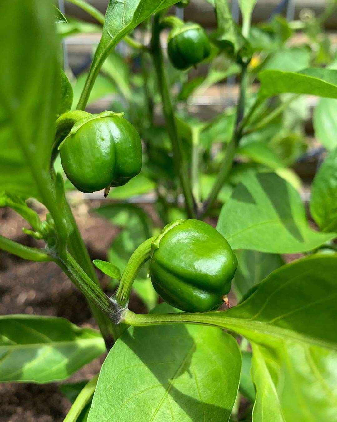 Buy Green Capsicum Vegetables Hybrid Seeds - 100 Seeds Pack Online ...