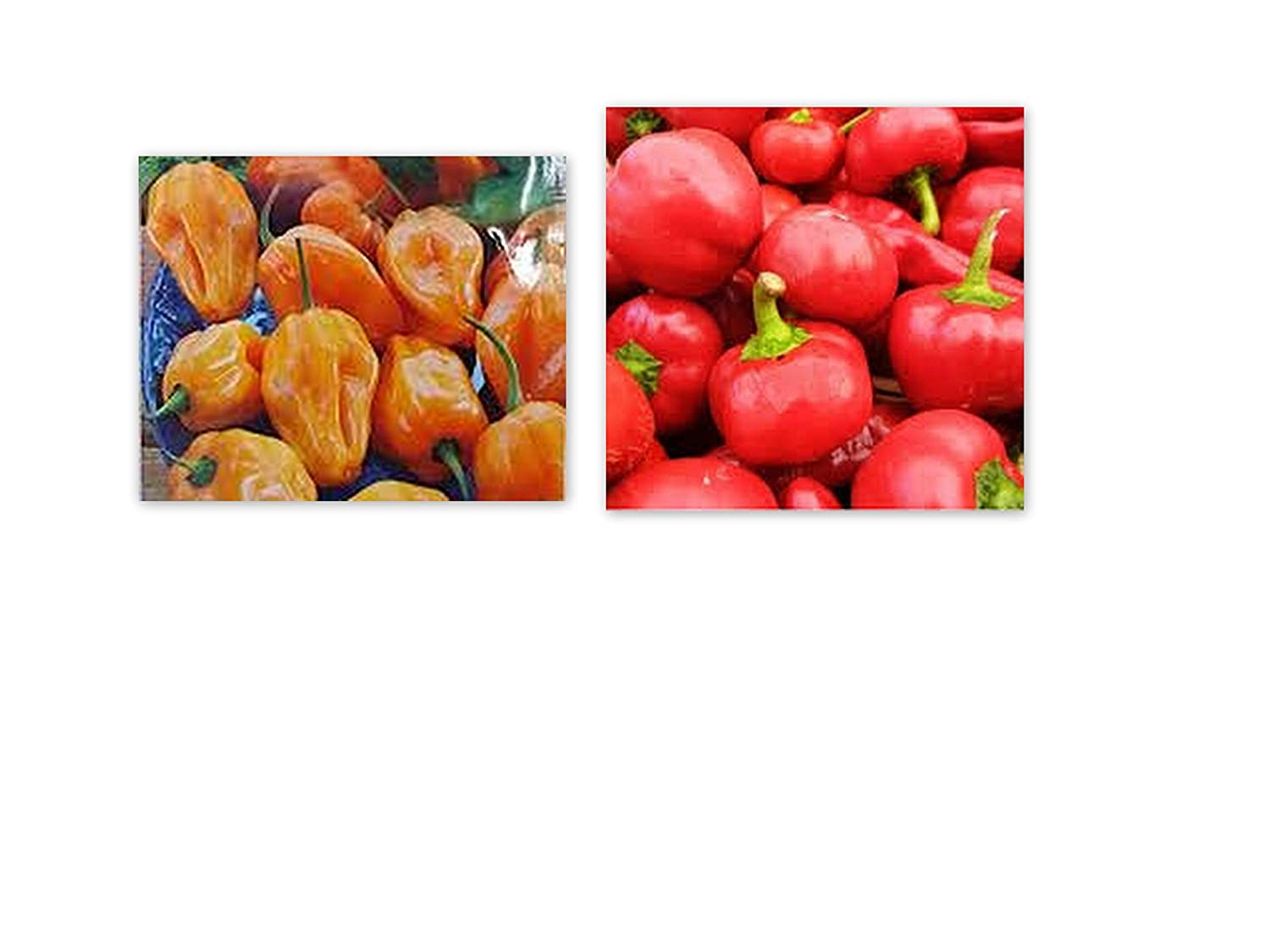 Buy Rare Chilli Pepper Seeds Combo- Super Hot Carolina Reaper Seeds ... Buy Rare Chilli Pepper Seeds Combo- Super Hot Carolina Reaper Seeds ...
