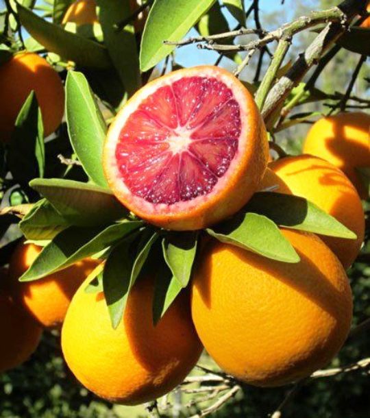 Buy Plant House Live Blood Red Orange/Santra Rare Fruit Plant - 1 Live ...