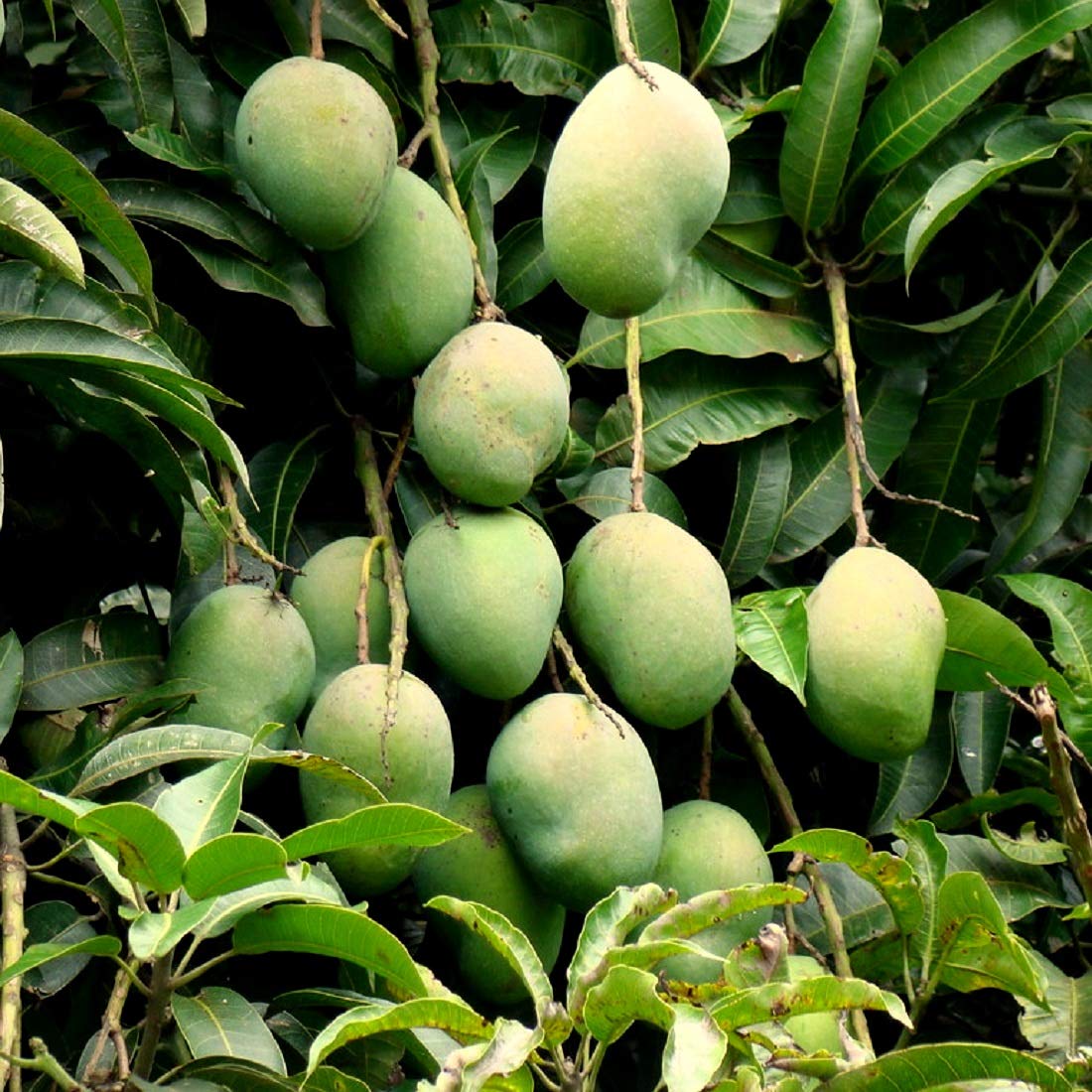 Buy Very Sweet Amrapali Mango Grafted Hybrid Bonsai Fruit Tree Healthy ...