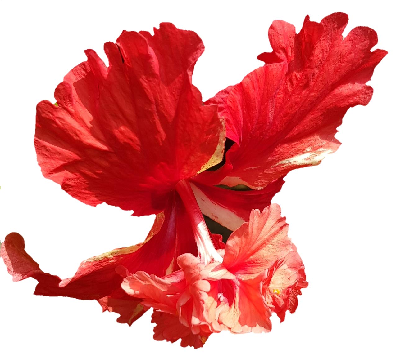 Buy Very Rare Exotic Double Layered Hibiscus Red Online ₹305 From