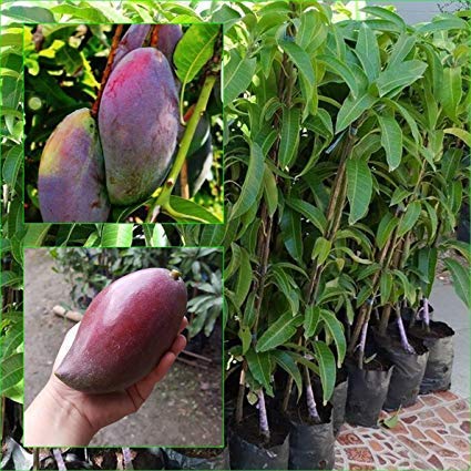 Buy Bonsai Red Mango Tree Dwarf Grafted Hybrid Fruit Tree Healthy Live ...
