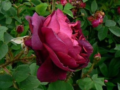 Buy INFINITE GREEN Climbing Rose Black Boy Flower Plant Online @ ₹229 ...