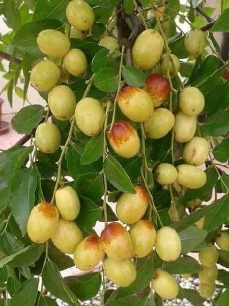Buy INFINITE GREEN Live Green Apple Ber Fruit Plant Online @ ₹241 from ...
