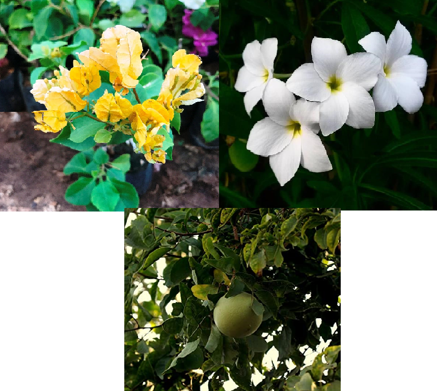 Buy Plant House Live 3 Timber Plants Combo Yellow Bougainvillea, Champa ... Buy Plant House Live 3 Timber Plants Combo Yellow Bougainvillea, Champa ...