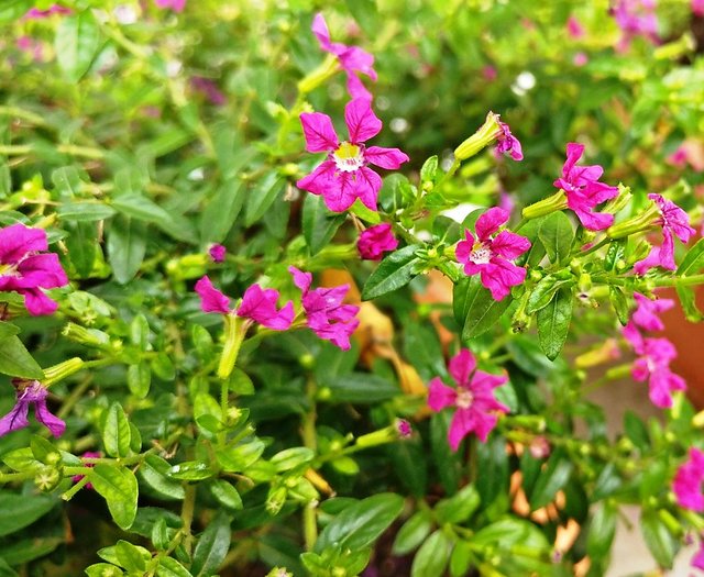 Buy PLANT PALACE Live Live Pink Kufiya/Kufia Attractive Flower Plant ...
