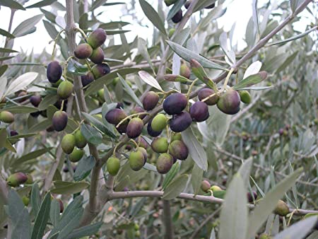 Buy Dwarf Olive Live Plant Frantoio Olea europaea SelfPollinating Tree ...