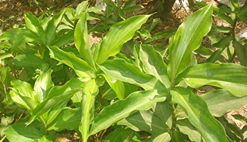 Buy Costus Igneus Insulin Live Plant Pack of 3 Live Plants Online ...