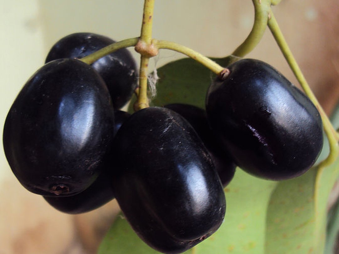 Buy Live Black Jamun Jam Hybrid Fruit Syzygium Cumini 1 Healthy Fruit