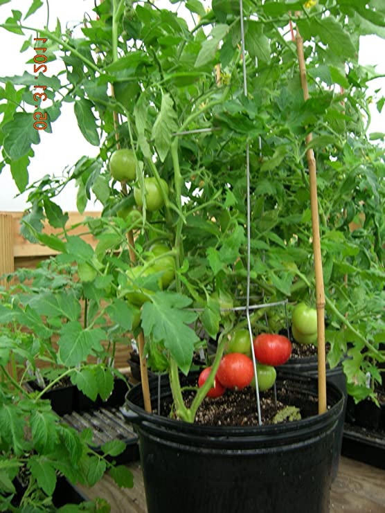 Buy Earth Angels Hybrid Tomato High Yield Pusa Ruby Seeds And Sowing buy-earth-angels-hybrid-tomato-high-yield-pusa-ruby-seeds-and-sowing