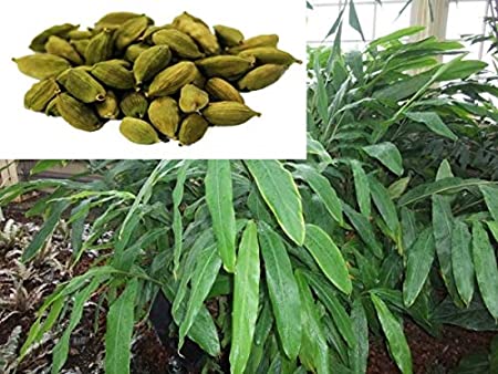 Buy Earth Angels Live Choti Elaichi Vegetable Plant With Pot Healthy ...