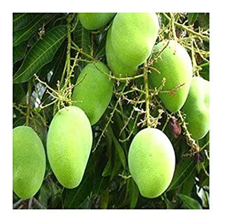 Buy Live Baramasi Mango/Aam Fruit Plants - Pack Of 2 Plants Online ...