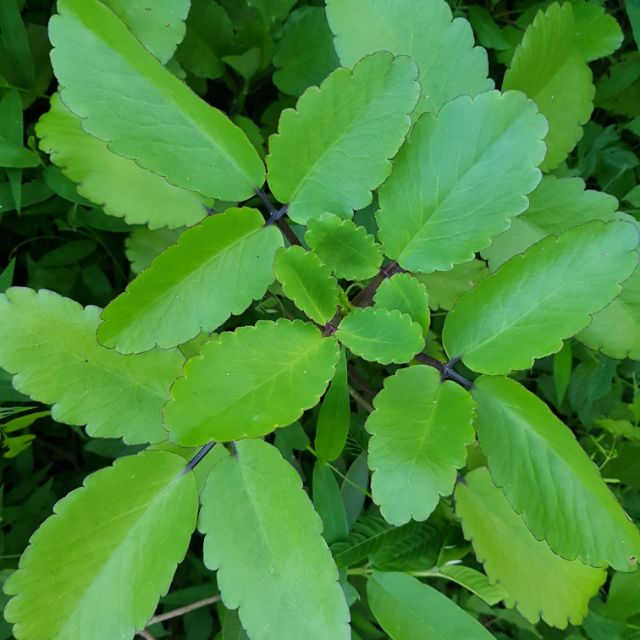 Buy Plantogallery Live Ranapala Plant / Kalanchoe pinnata ...