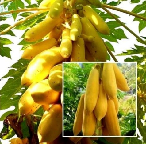 Buy No.1 Quality Papita Pape Hybrid Papaya Seeds - 4 Grams Online ...