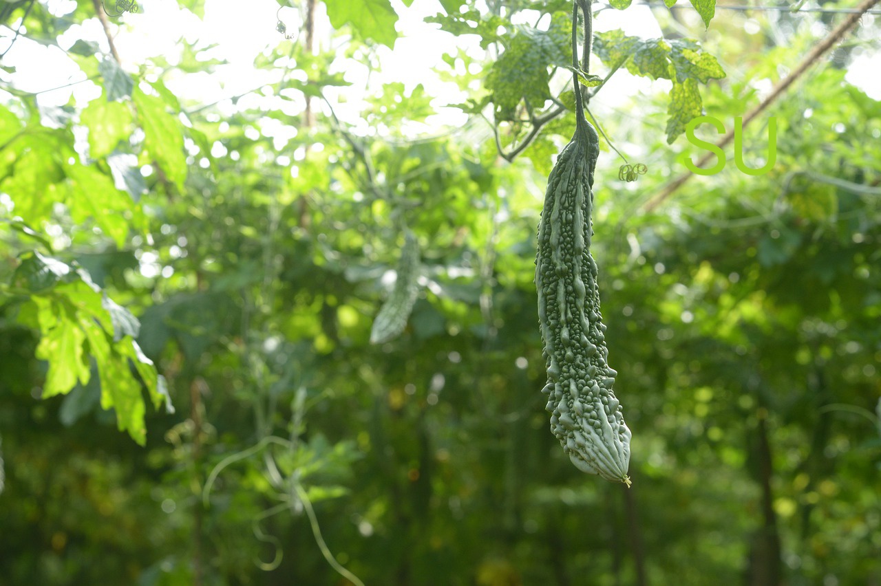 Buy Long Hybrid Karla Kerala Bitter Gourd Vegetable Seeds Best Quality ...