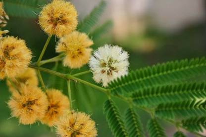 Buy SHOP 360 GARDEN Albizia Odoratissima, Kali Siris, Black Siris ...