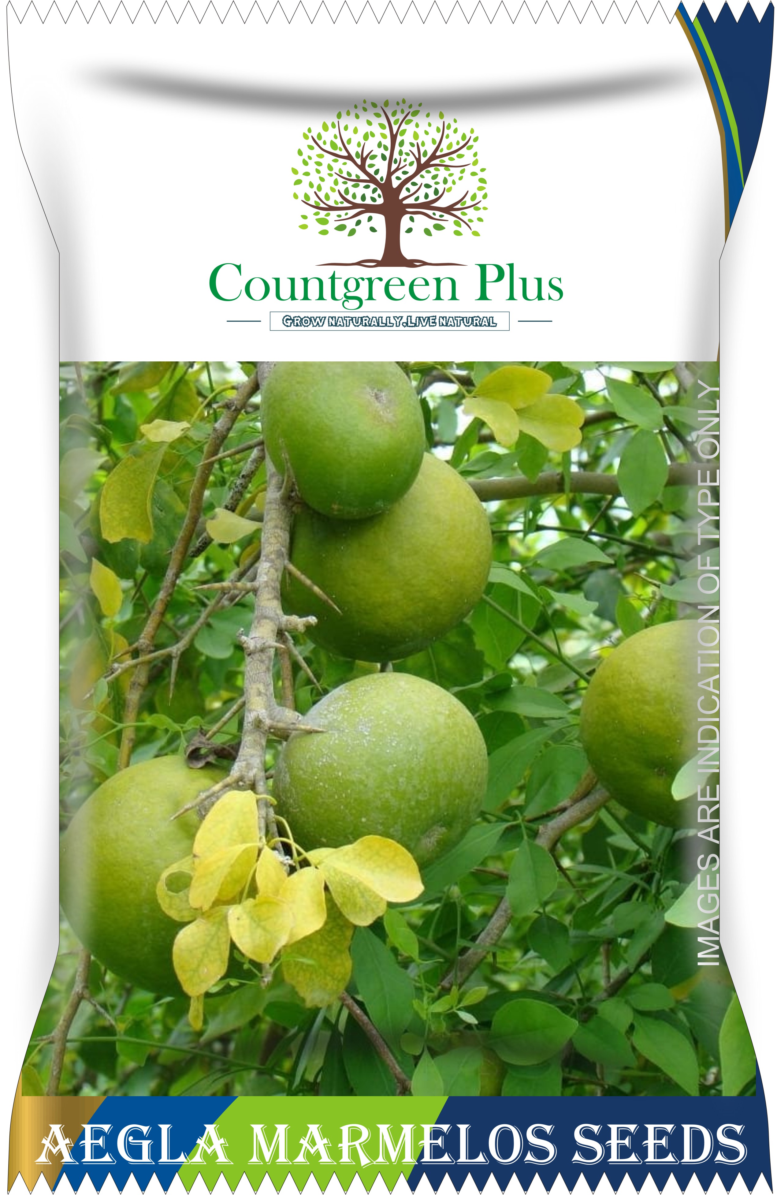 Buy Countgreen Plus Aegle marmelos (Bael Patra) Fruit Seeds Pack of 25 ...