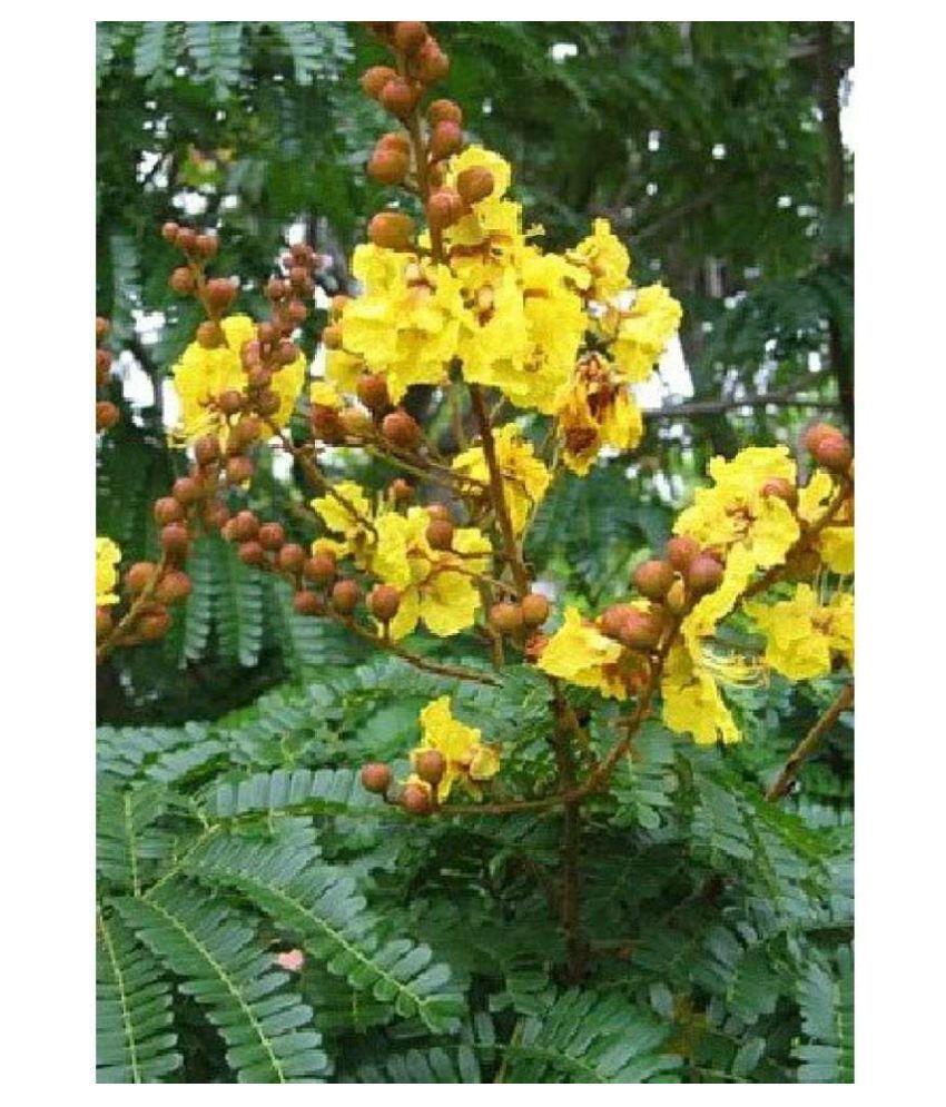 Buy Yellow Flame Flower (Peltophorum pterocarpum) Tree Seeds Online @ ₹394 from ShopClues