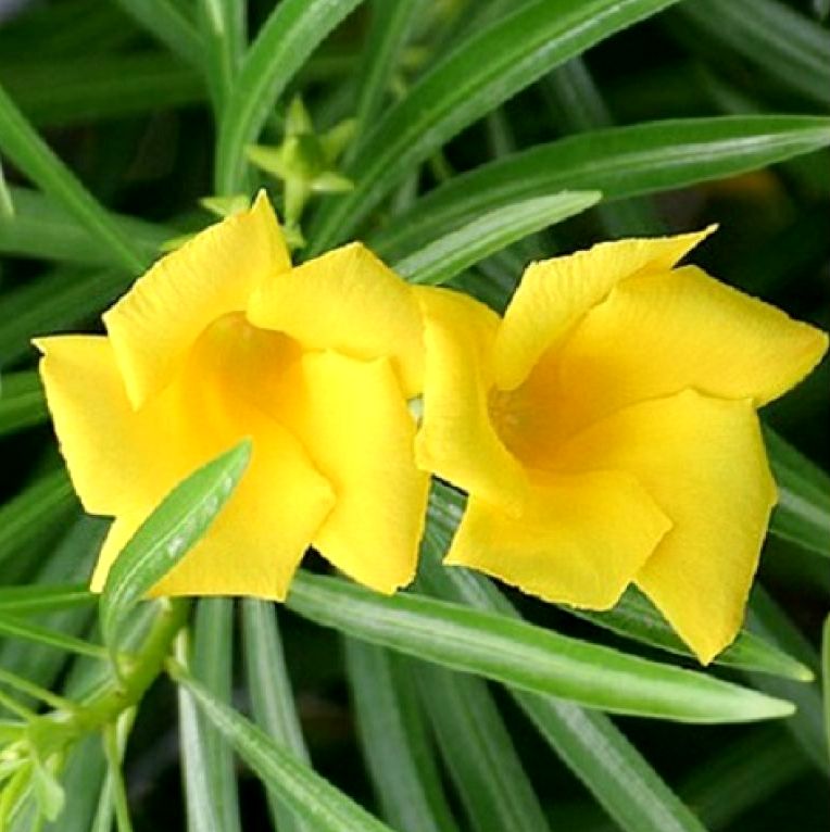 Buy Plant House Live Yellow Kaner - Nerium Oleander Evergreen Shrub ...