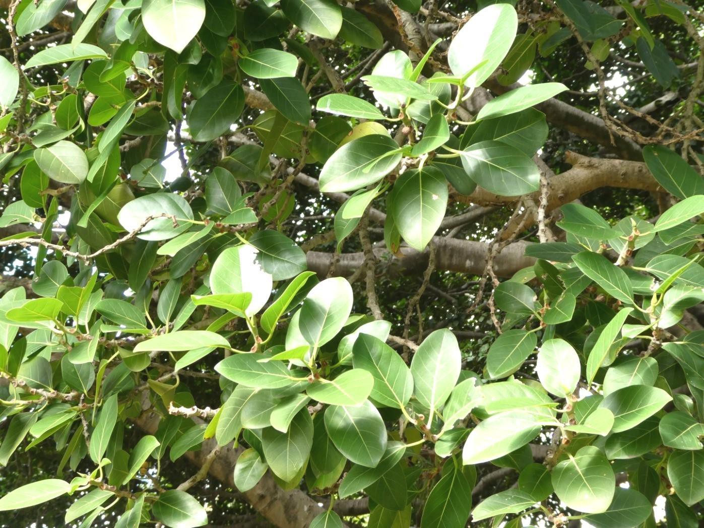 Buy Plantzoin Banyan tree Barh Ficus benghalensis Bara Live Plant ...