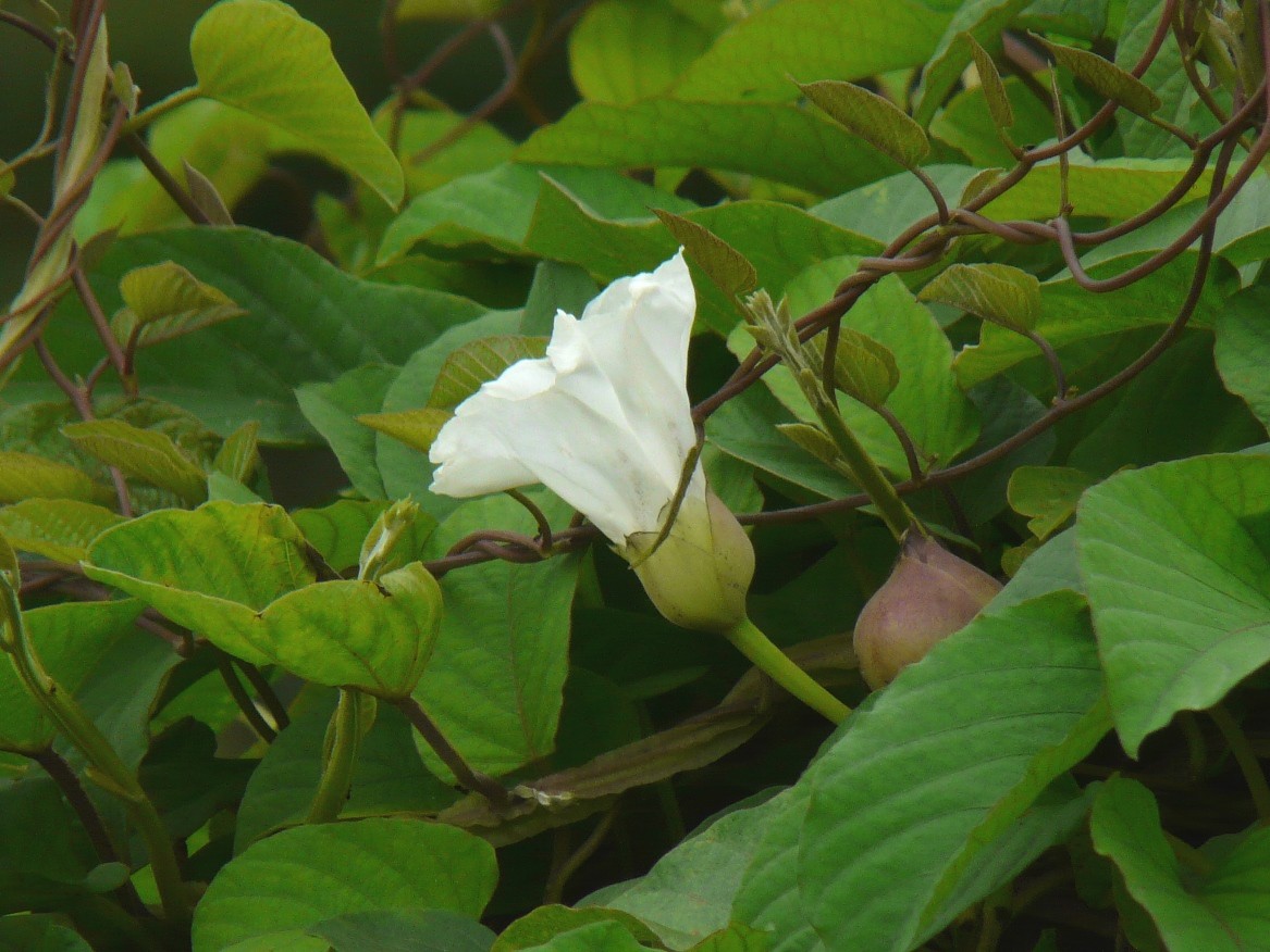 Buy Plantzoin Indian jalap Pitohri Operculina turpethum Tihudi Live ...