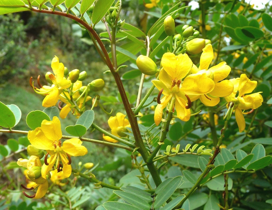 Buy Plantzoin Golden shower tree Amaltas Cassia fistula Sunaari Live ...