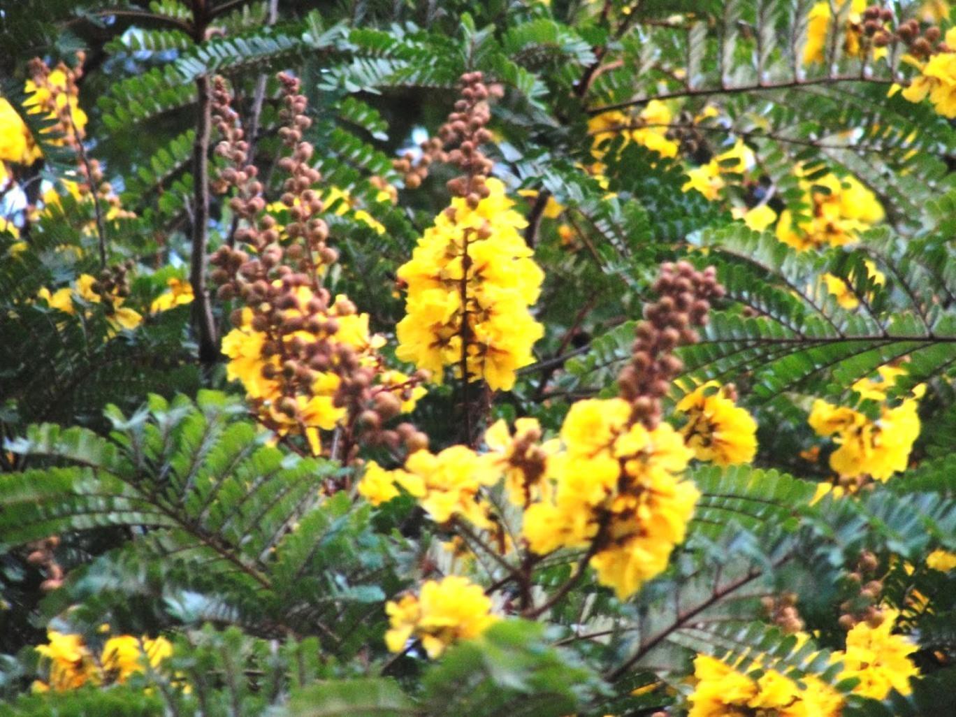 Buy Plantzoin Copperpod Peela gulmohar Peltophorum pterocarpum Radhachuda Live Plant Online ...