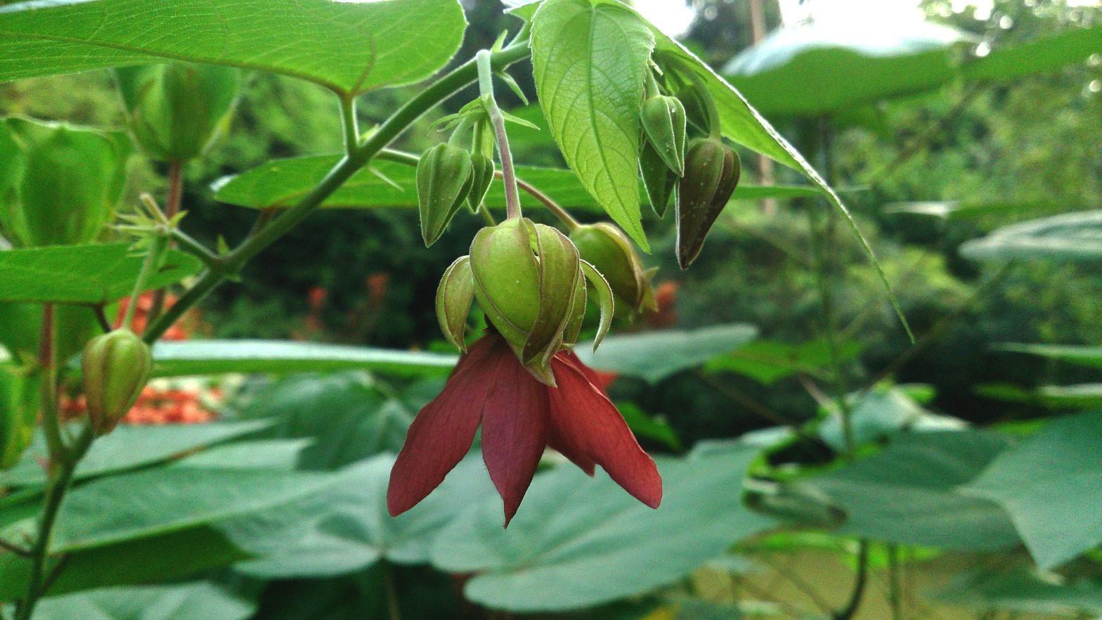 Buy Plantzoin Devil's Cotton Ulatkambal Abroma augusta Ulat kambal Live ...