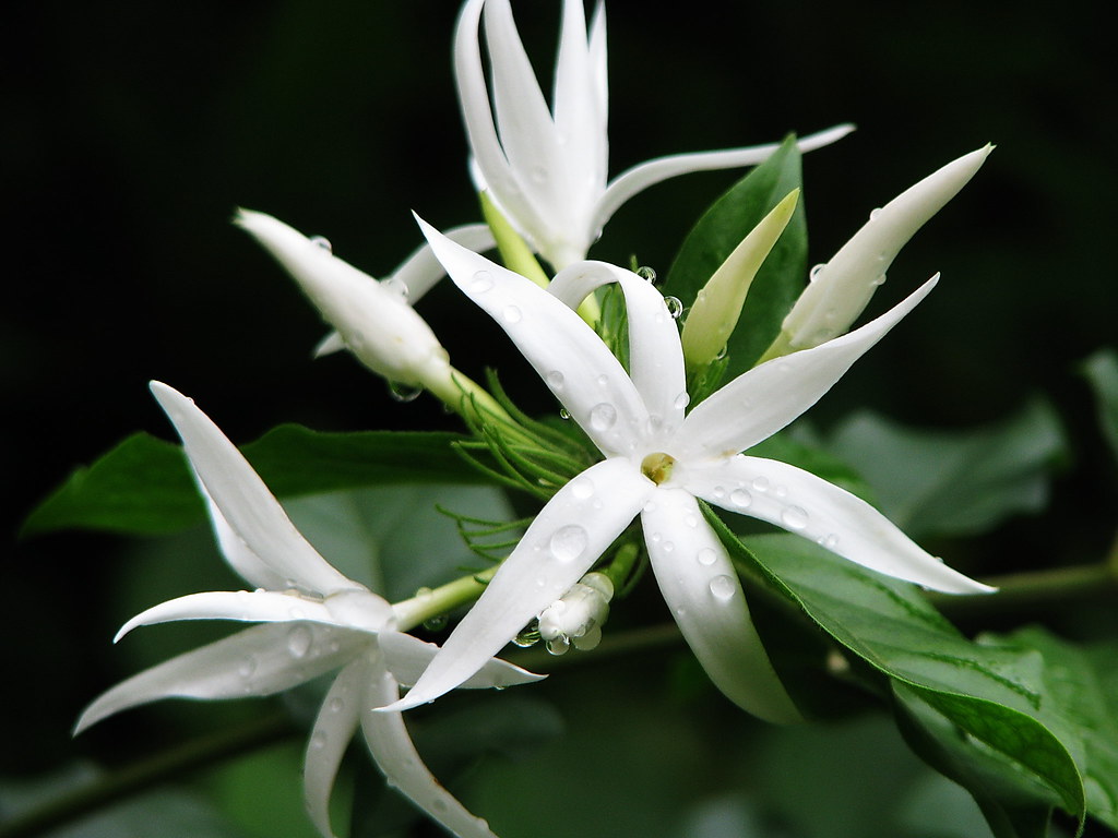 Buy white Kunda/ Downy Jasmine/ Star Jasmine Flower Plant Online @ ₹249 ...