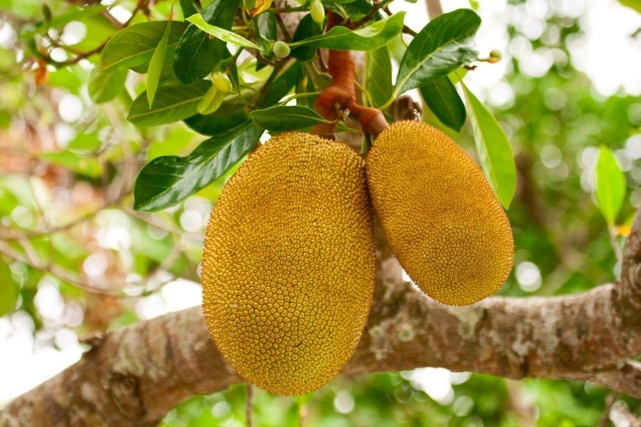 Buy Plant House Live Honey Gold Jackfruit / Kathal Fruit Plant ...