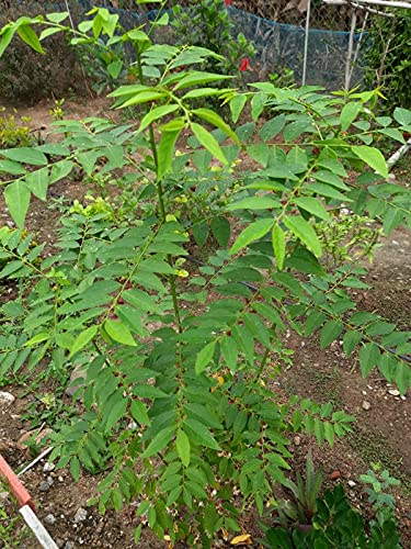 Buy HERBALISM Vitamin Plant Sweet Leaf Bush Star Gooseberry Multi ...