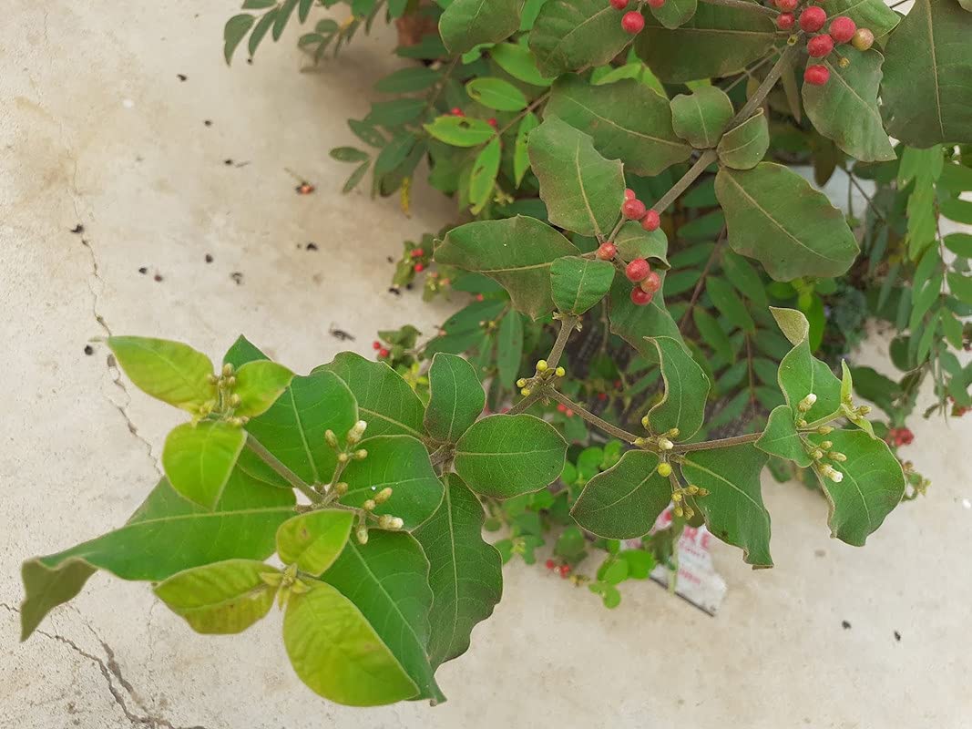 Buy HERBALISM Patala garuda 3 month old sapling plants (rauvolfia ...